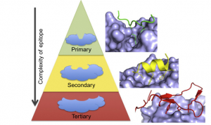 Targeting protein-protein interactions for new therapies - Pharmacelera